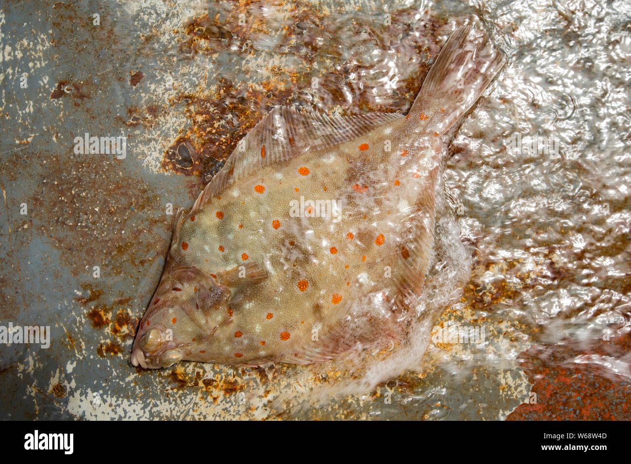 Flatfish Stock Photos & Flatfish Stock Images - Alamy