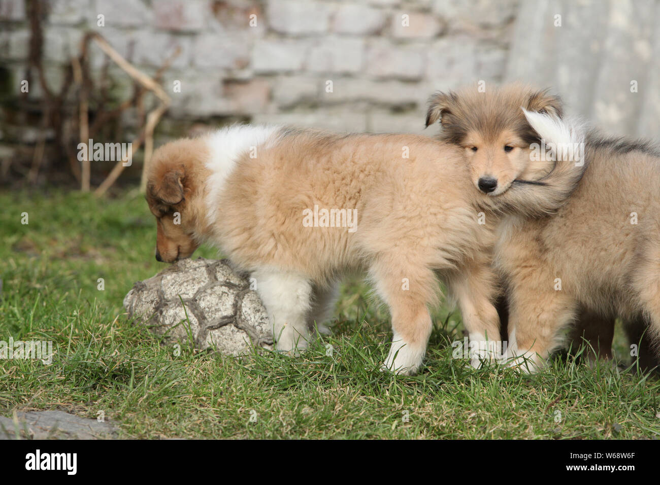 Rough collie puppies hi-res stock photography and images - Alamy