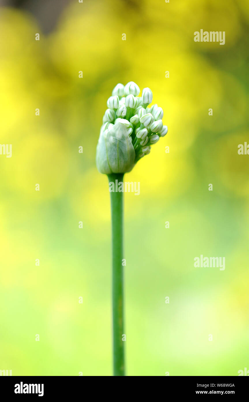 Allium Spring Onion Flower in garden under sunshine Stock Photo - Alamy