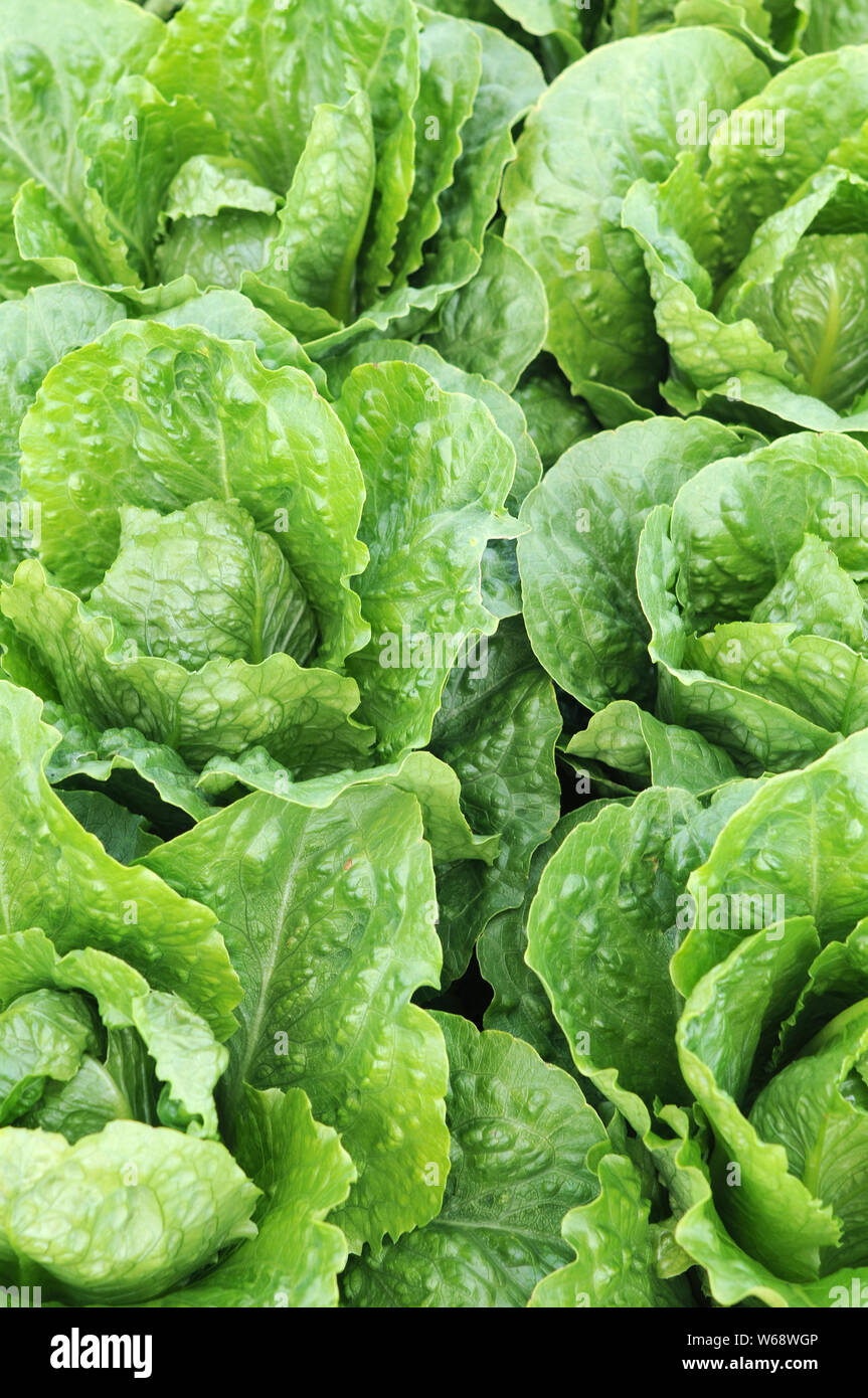 top view of roman cabbage trees in garden Stock Photo - Alamy