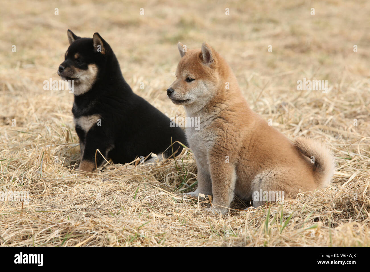Shiba inu puppies hi-res stock photography and images - Alamy