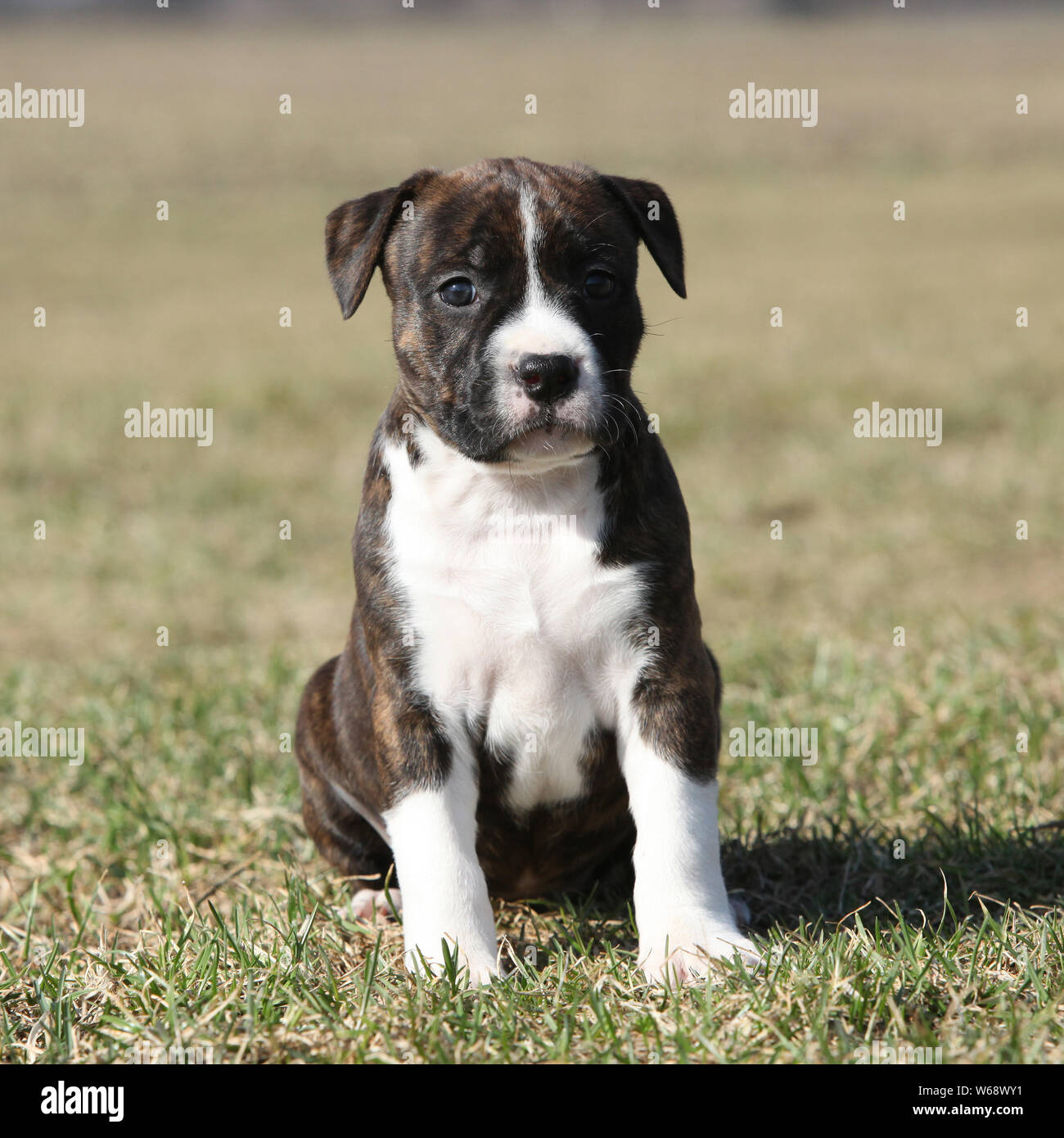 Stafford puppy hi-res stock photography and images - Alamy