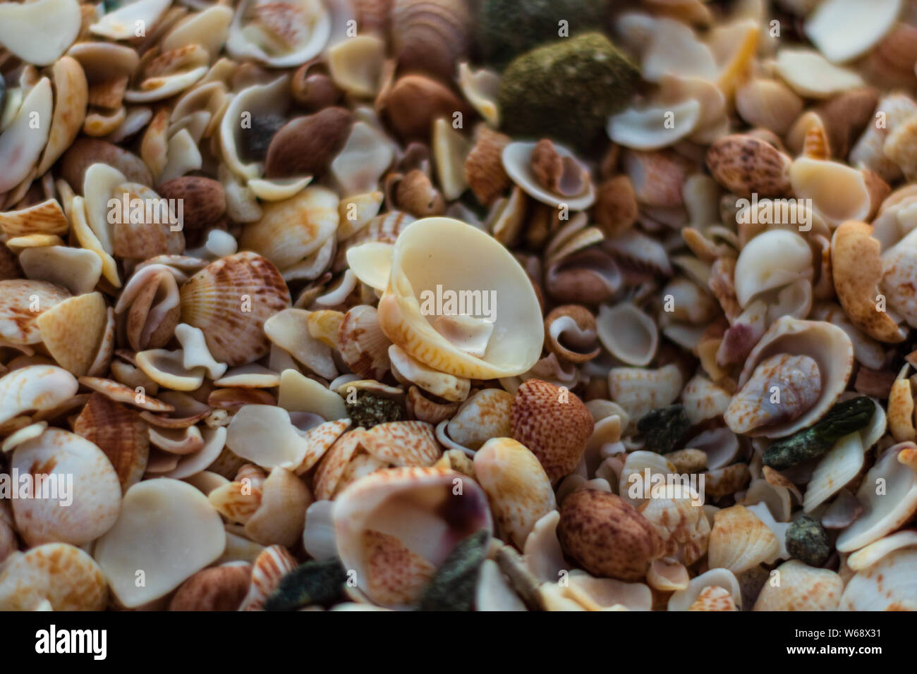 St. Barth’s Island (St. Bart’s Island), Caribbean Close-up photo of a ...