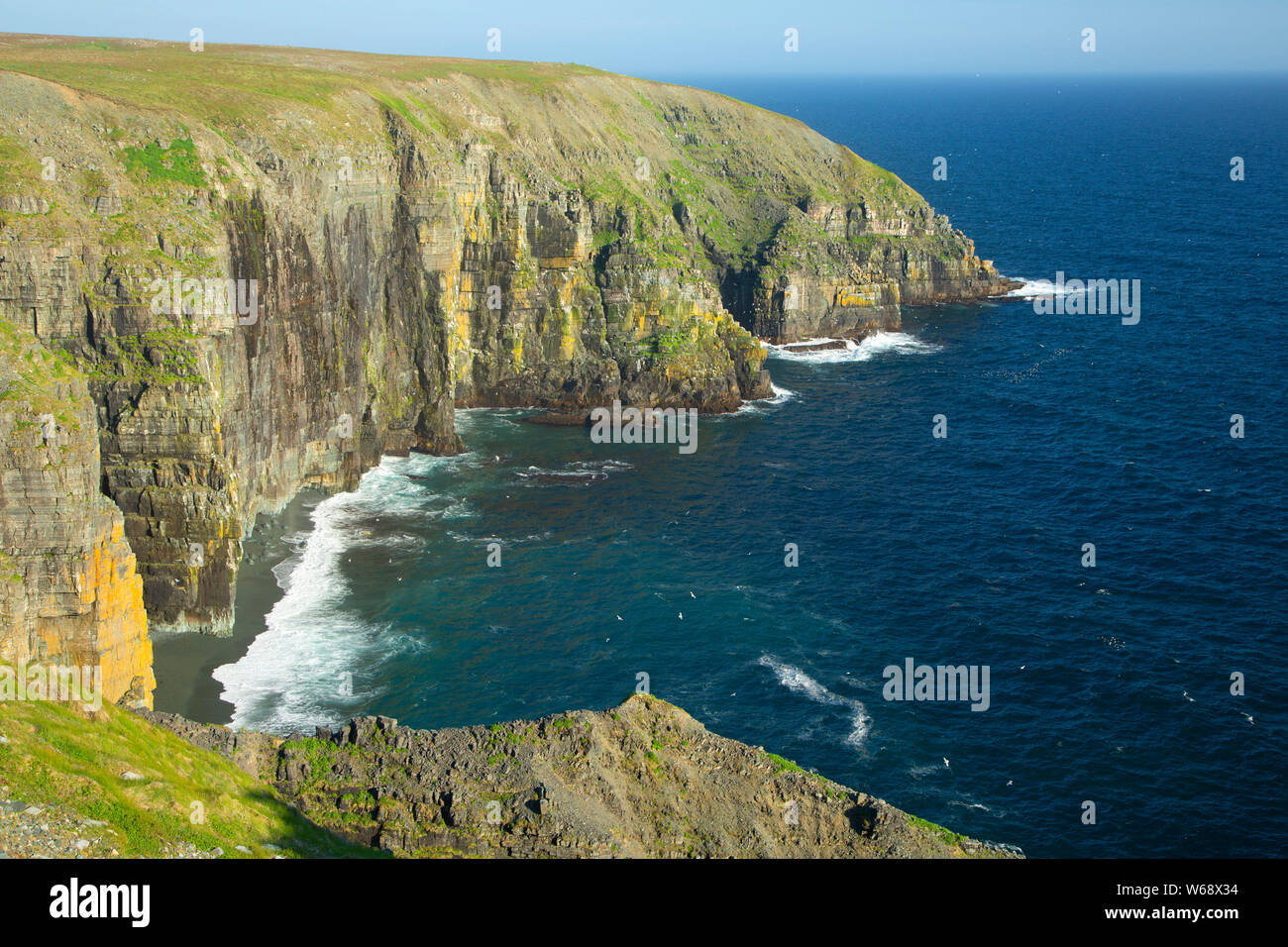 Rookery cliff, Mistaken Point Ecological Reserve, Newfoundland and ...