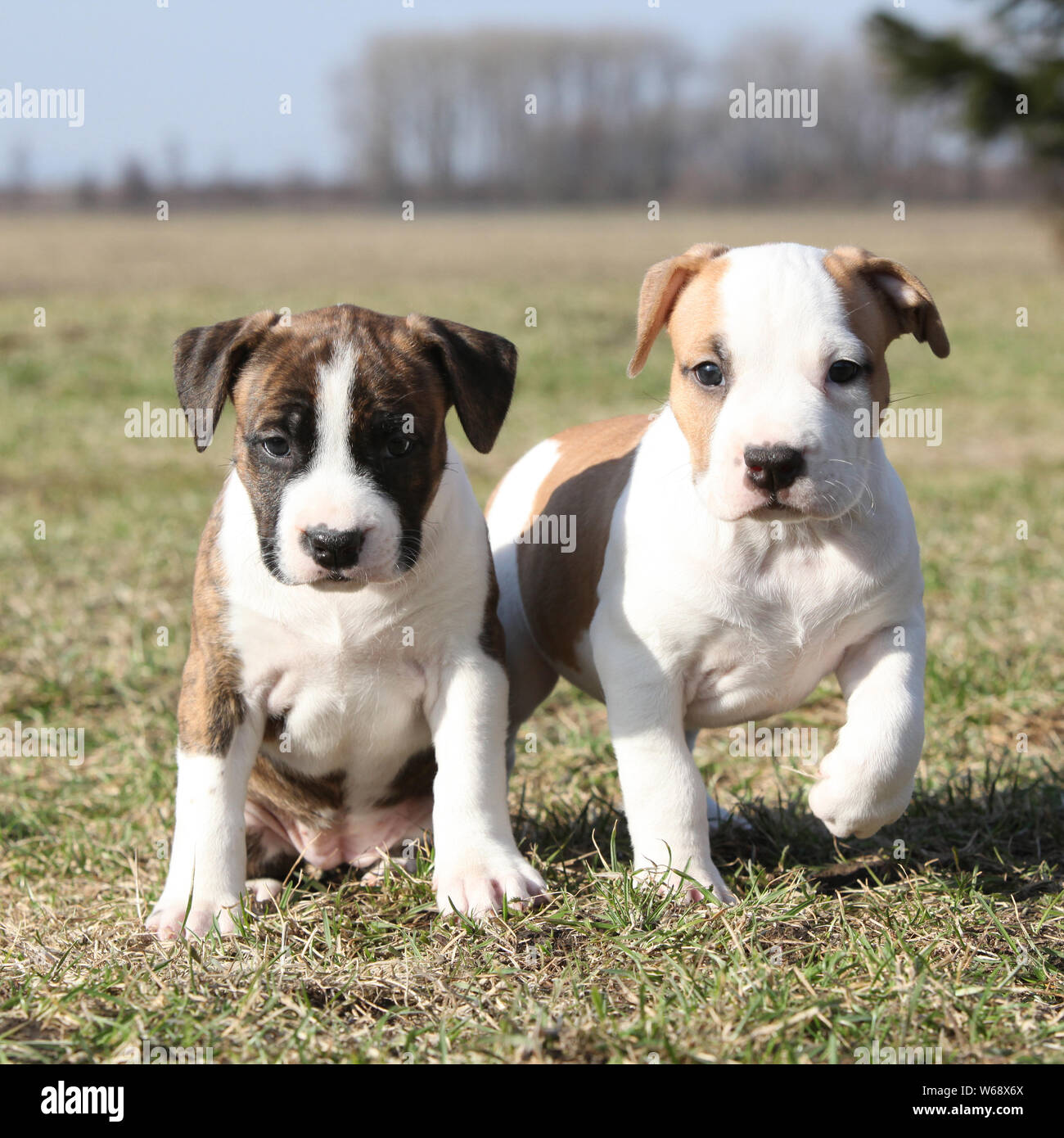 Two nice little puppies of American Staffordshire Terrier together in ...