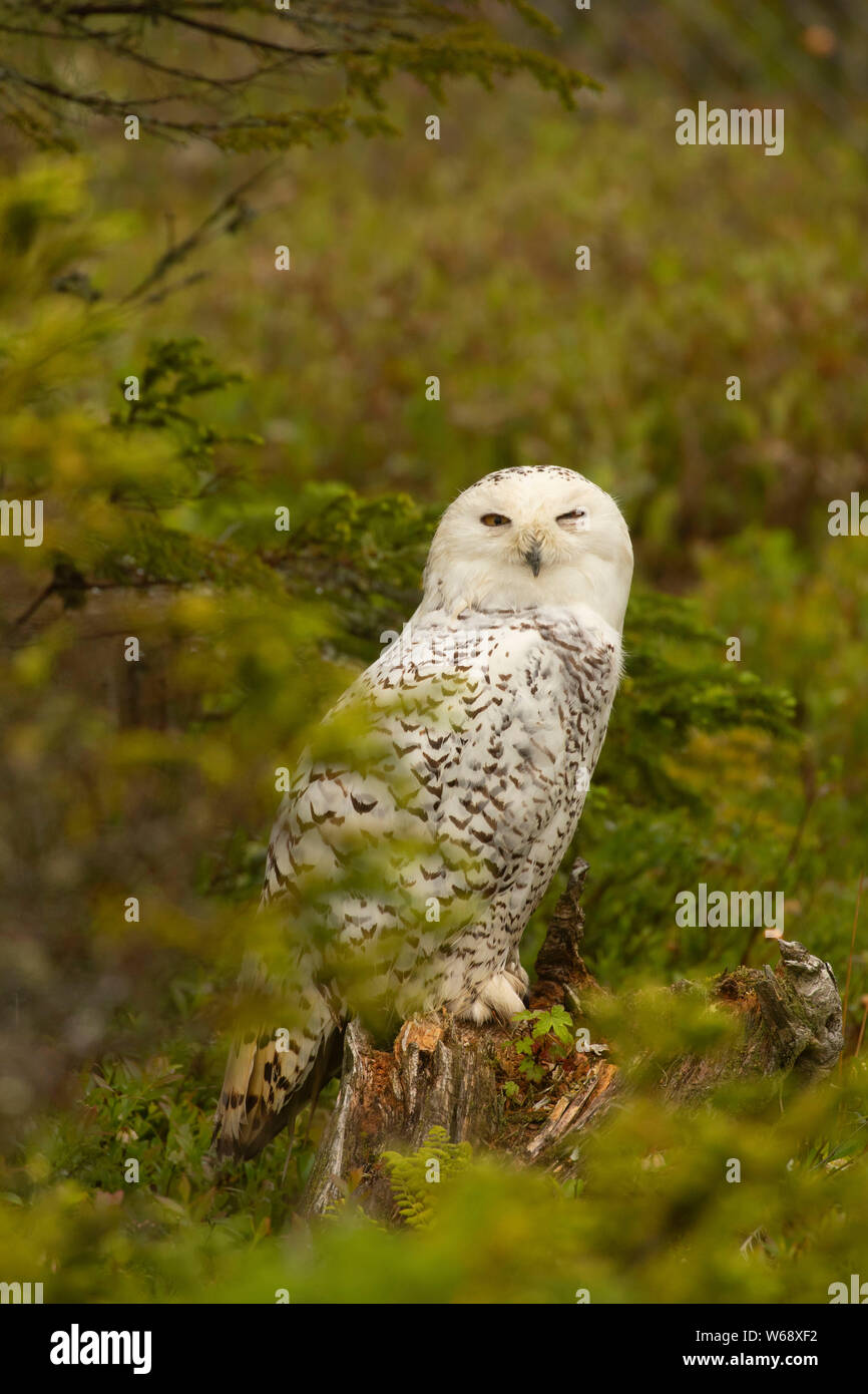 Snowy owl (captive), Salmonier Nature Provincial Park, Newfoundland and ...
