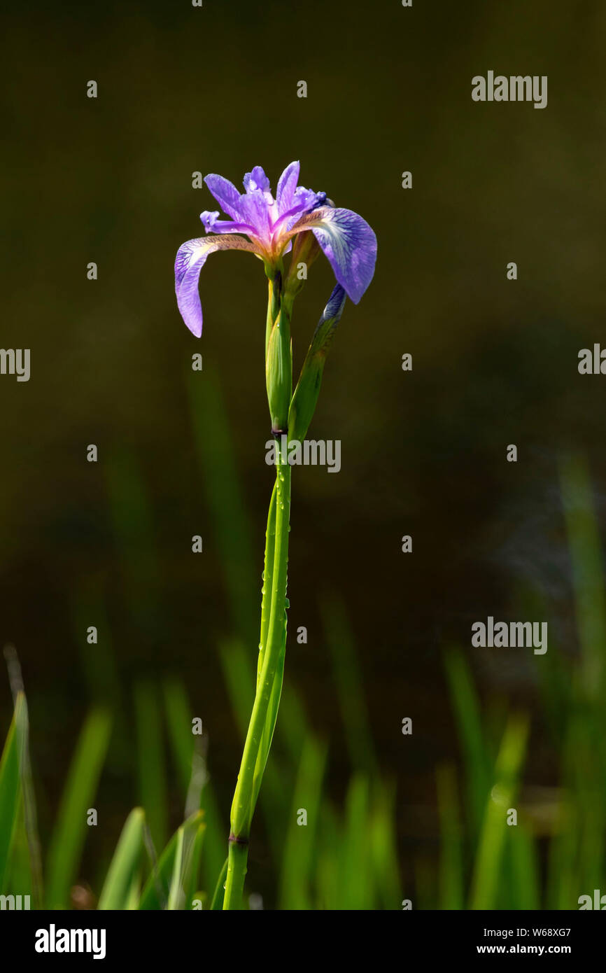 Blue flag iris hi-res stock photography and images - Alamy