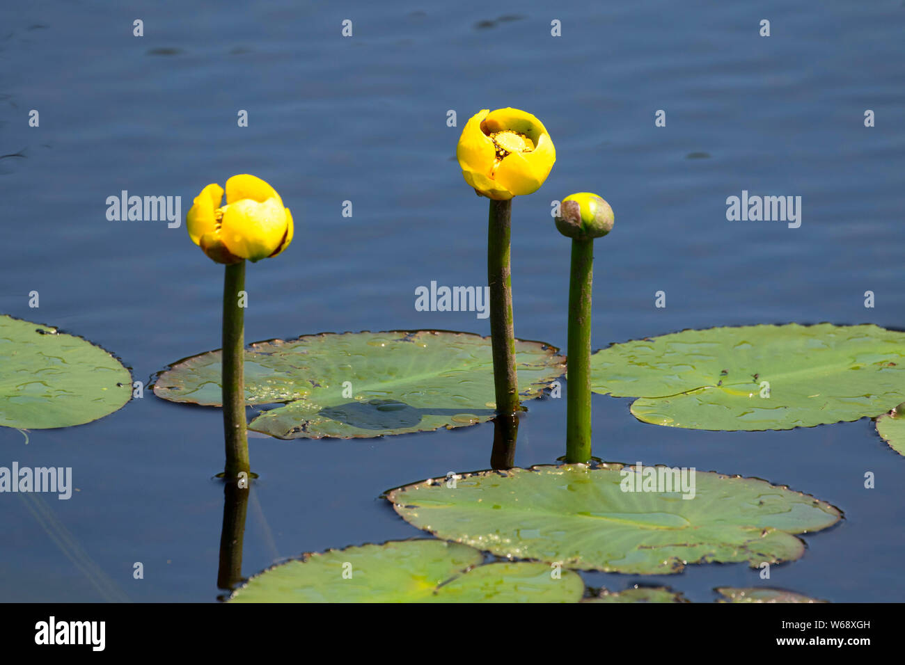 Wocus, Salmonier Nature Provincial Park, Newfoundland and Labrador ...