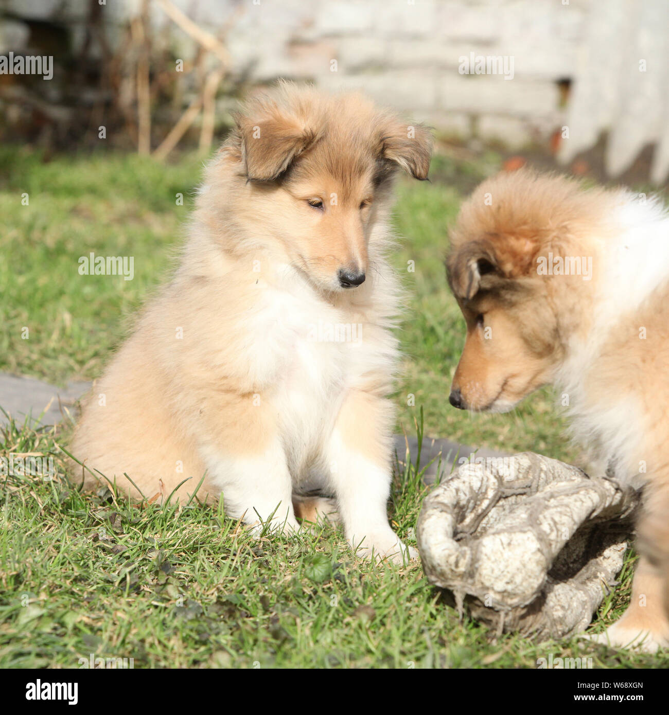 Rough collie puppies hi-res stock photography and images - Alamy