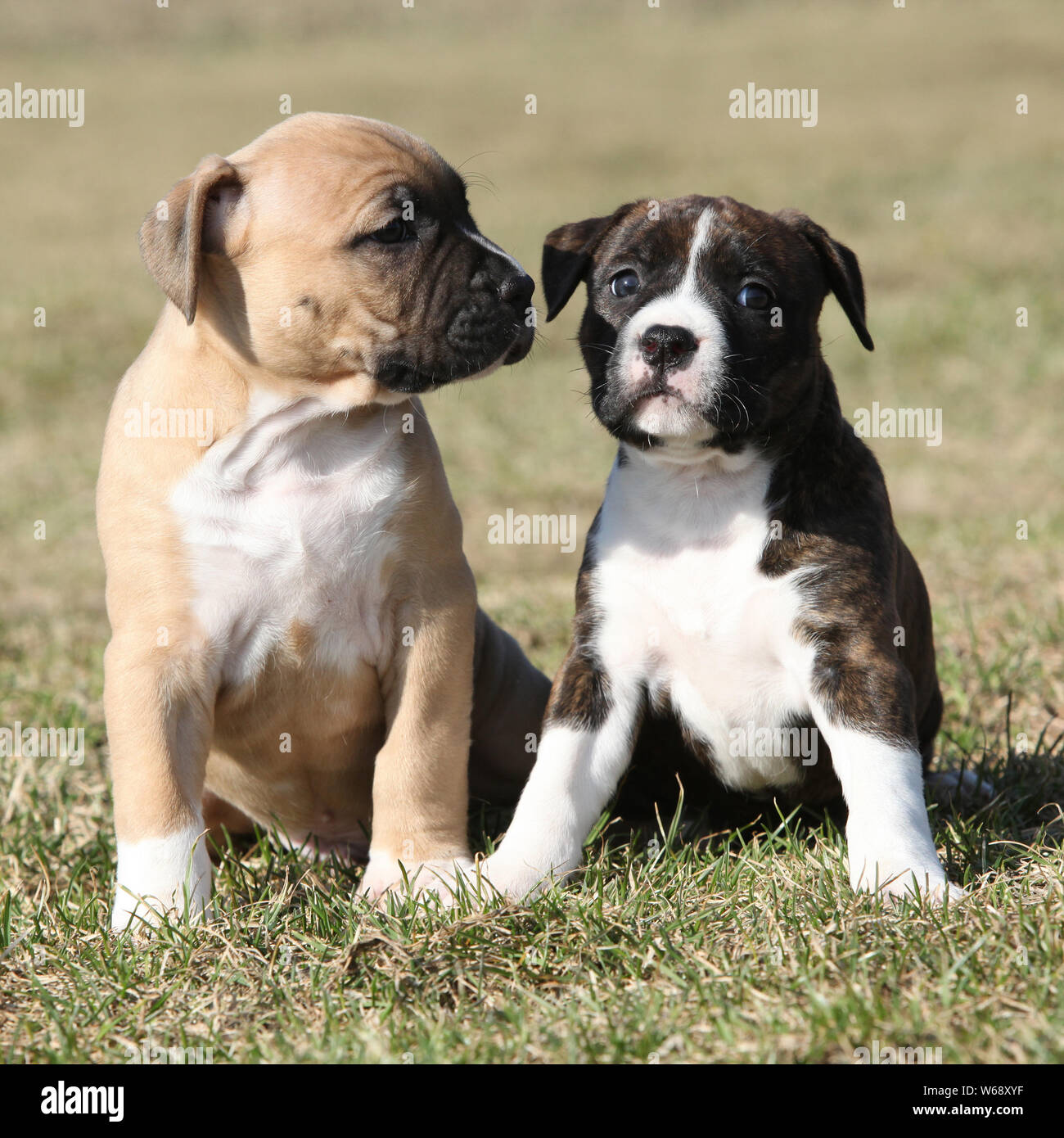 Two nice little puppies of American Staffordshire Terrier together in ...