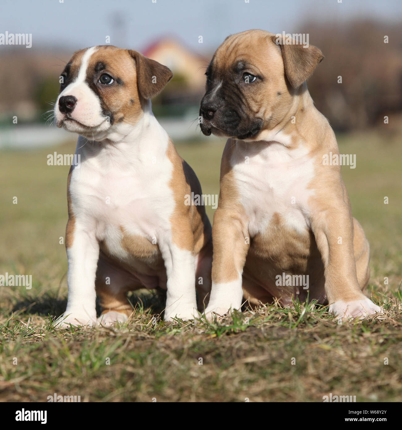 Staffordshire terrier puppies hi-res stock photography and images - Alamy