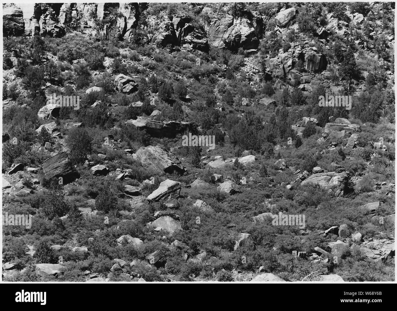 View of stunted forest on exposed slopes of Zion. Utah Juniper and ...