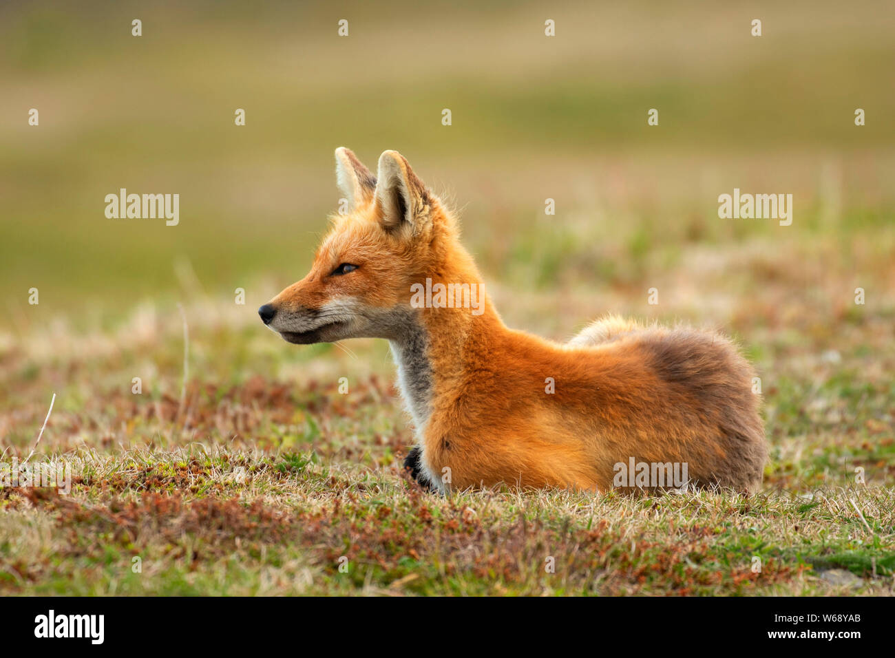 Red fox, Cape St Mary's Ecological Reserve, Newfoundland and Labrador ...