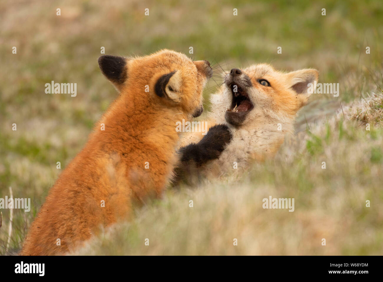 Cape fox pups hi-res stock photography and images - Alamy