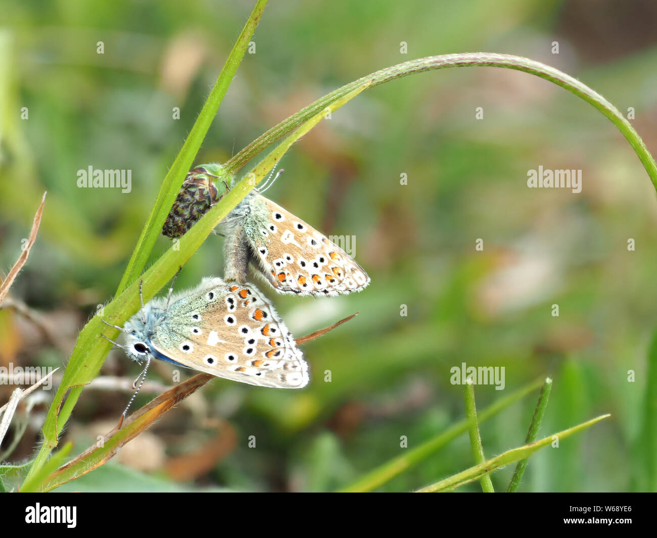 Adonis blue (Polyommatus bellargus) butterflies mating Stock Photo - Alamy