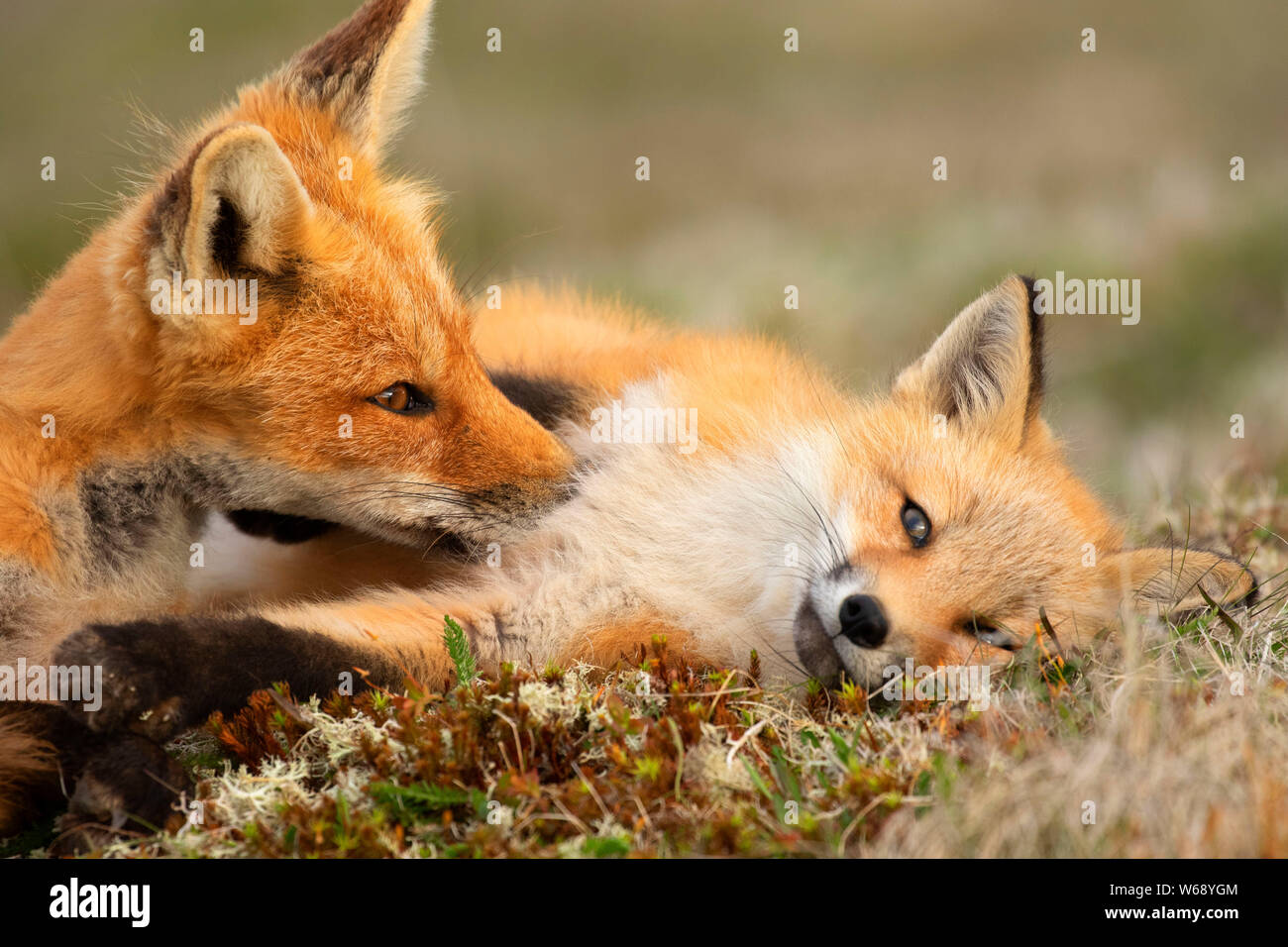 Fox cape hi-res stock photography and images - Alamy