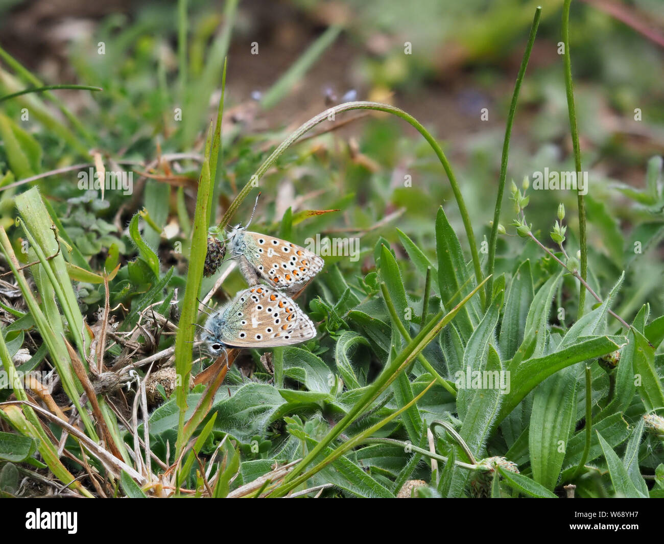 Adonis blue (Polyommatus bellargus) butterflies mating Stock Photo - Alamy