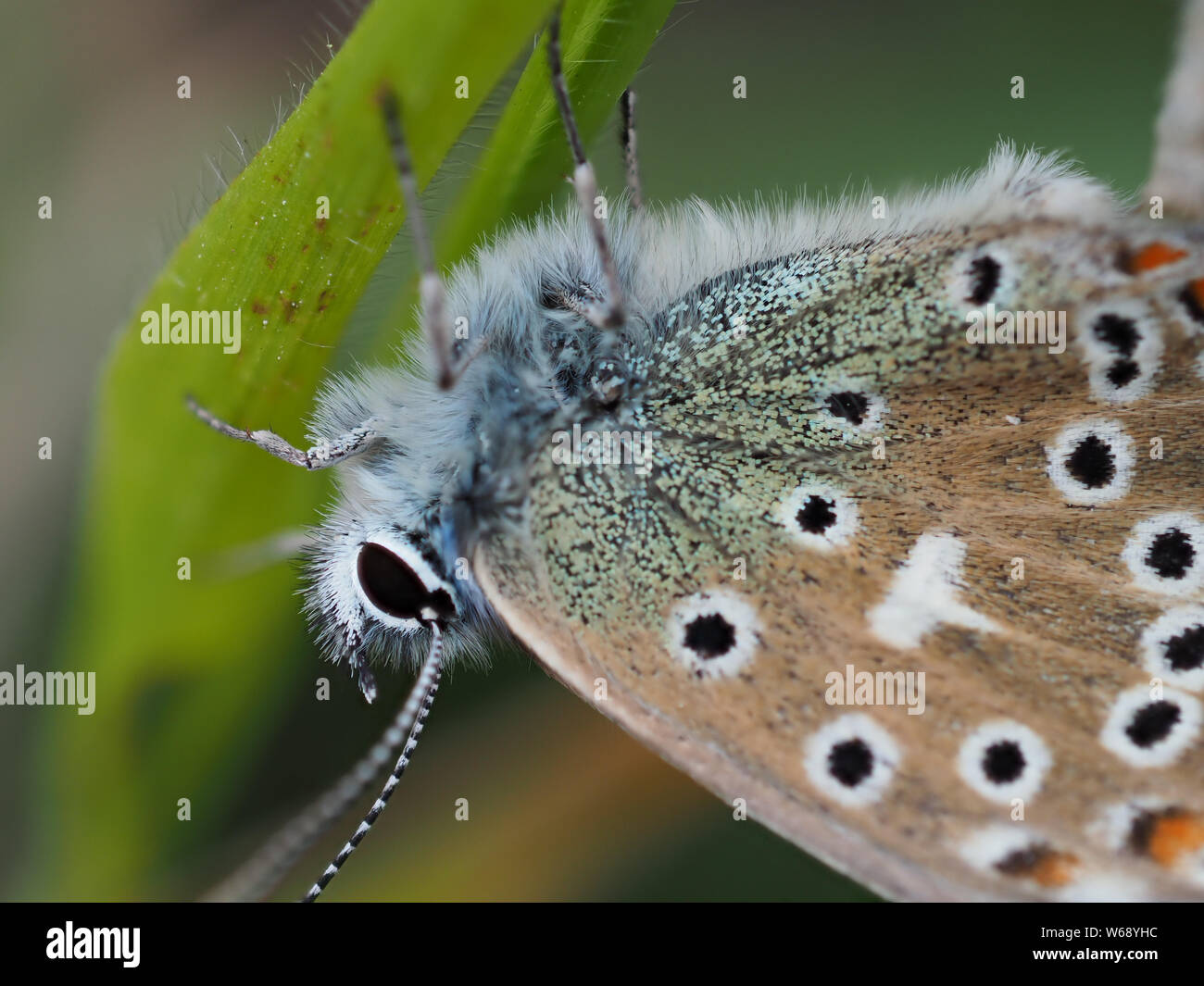 Adonis blue (Polyommatus bellargus) butterfly Stock Photo - Alamy