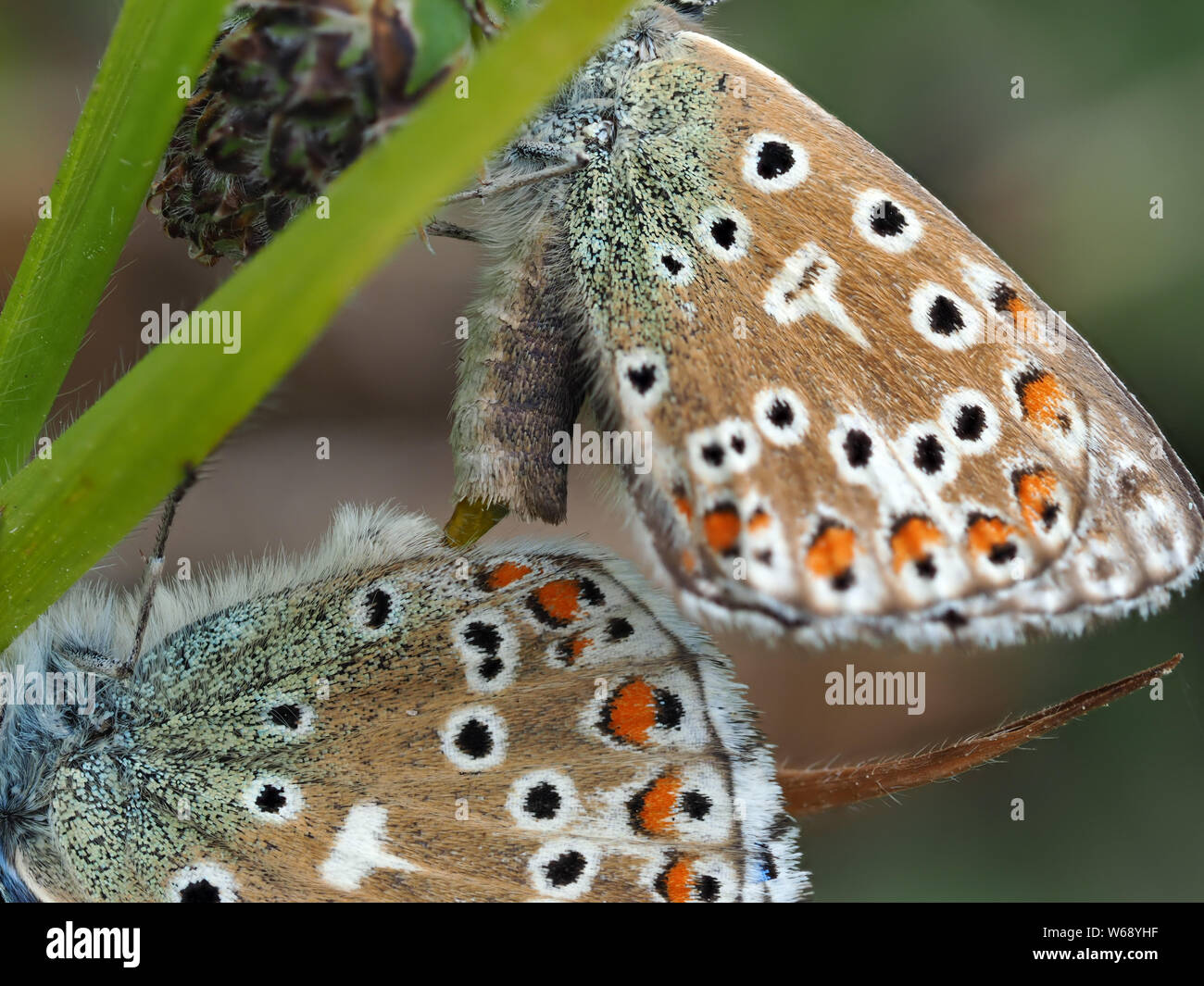 Adonis blue (Polyommatus bellargus) butterflies mating Stock Photo - Alamy
