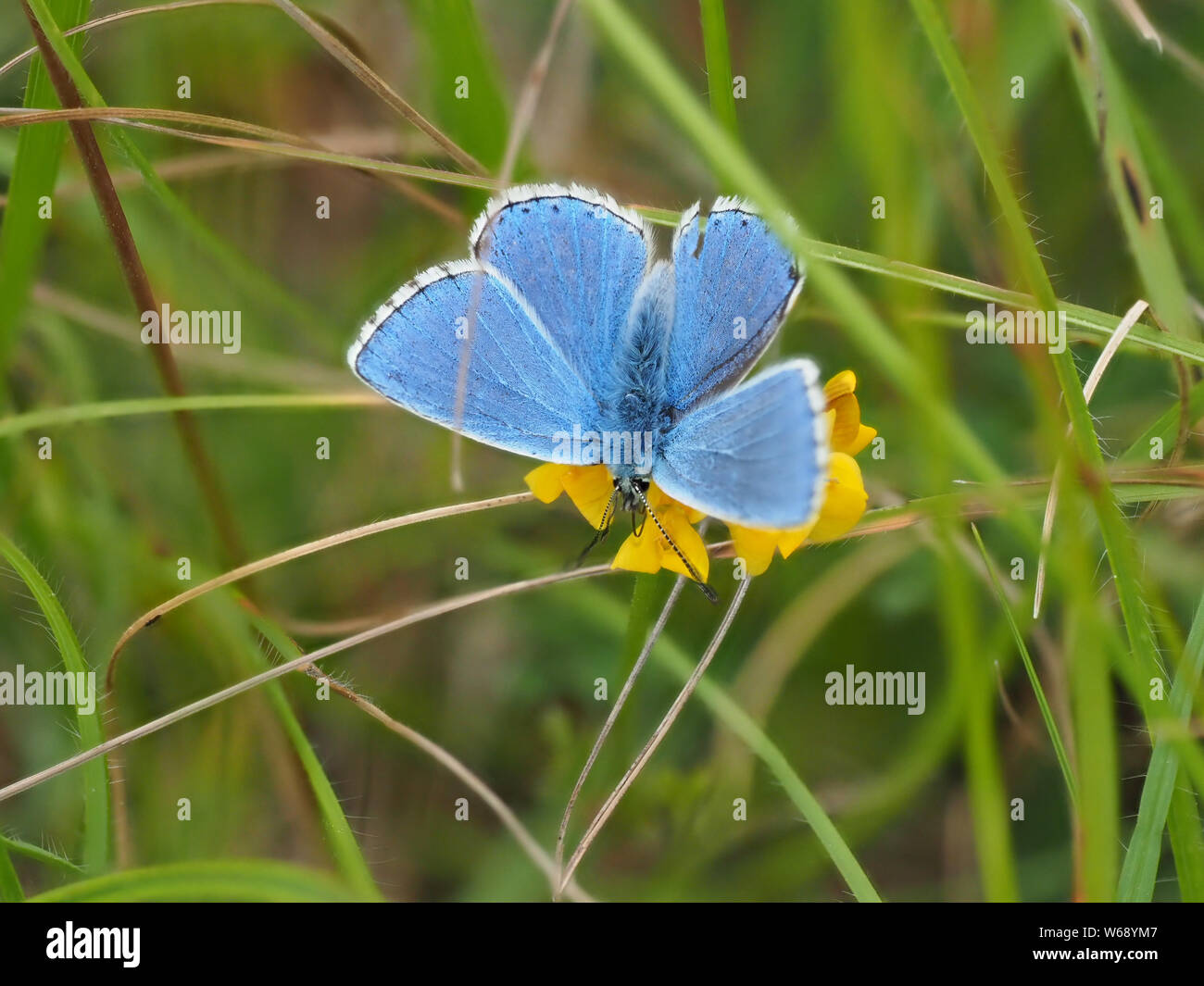Adonis blue (Polyommatus bellargus) butterfly Stock Photo - Alamy