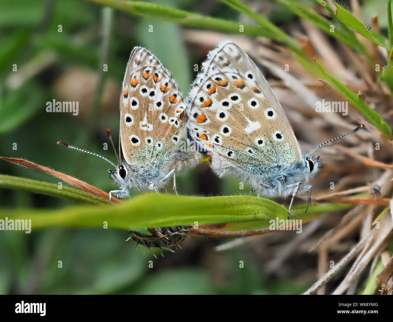 Adonis blue (Polyommatus bellargus) butterflies mating Stock Photo - Alamy