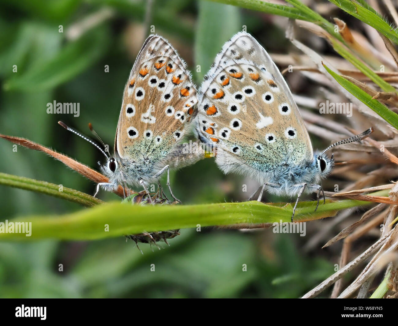 Adonis blue (Polyommatus bellargus) butterflies mating Stock Photo - Alamy