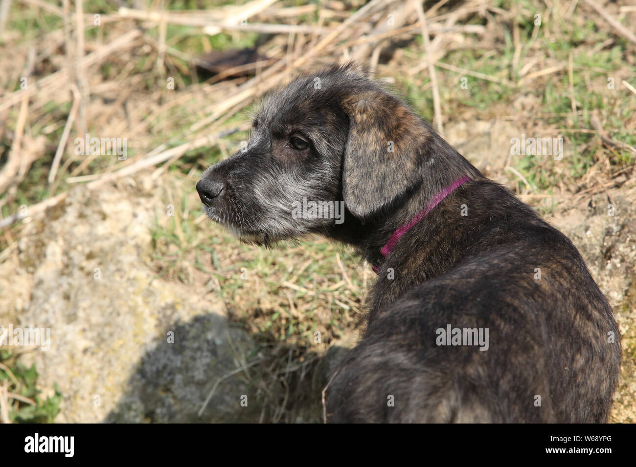 Nice Irish Wolfhound puppy in the garden in spring Stock Photo - Alamy