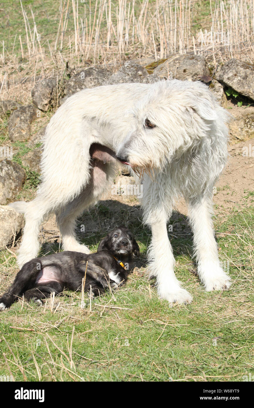 Irish Wolfhound with its puppy in the garden Stock Photo - Alamy