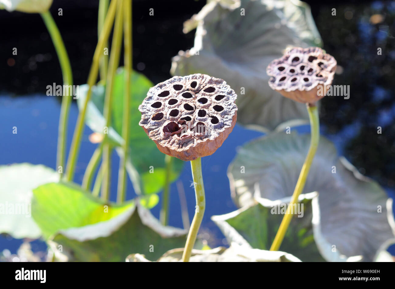 Large seed of lotus flower hi-res stock photography and images - Alamy