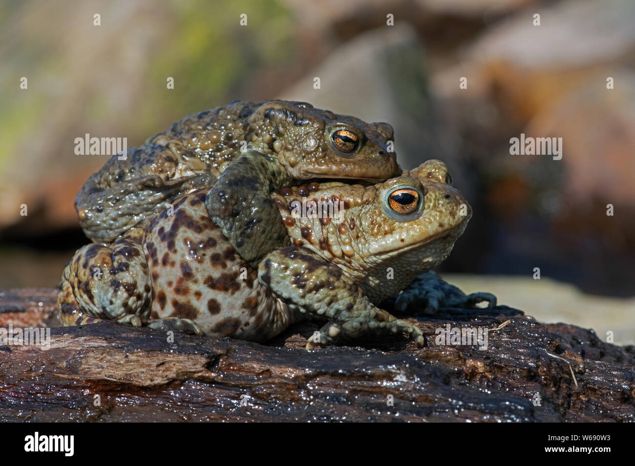 Paired male and female Toads (Bufo bufo) migrating to breeding pond ...
