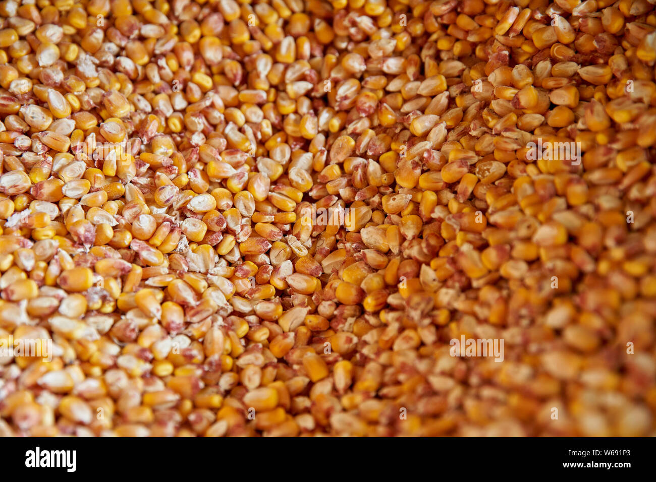 Closeup shot corn plants hi-res stock photography and images - Alamy