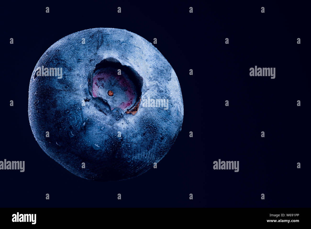 One blueberry closeup isolated on dark blue background. Very detailed ...