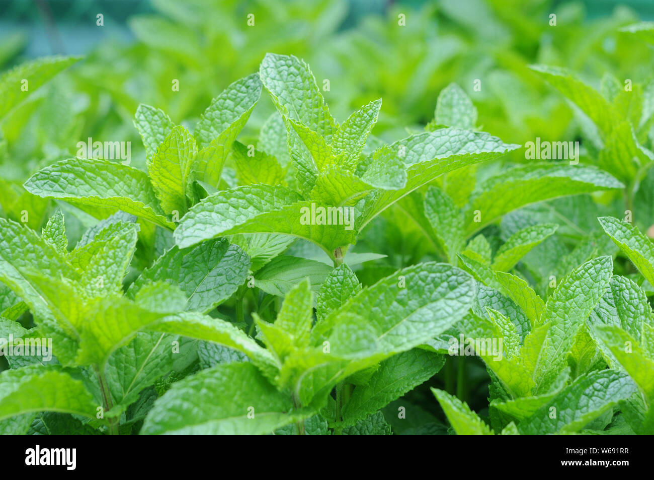 Peppermint trees hi-res stock photography and images - Alamy