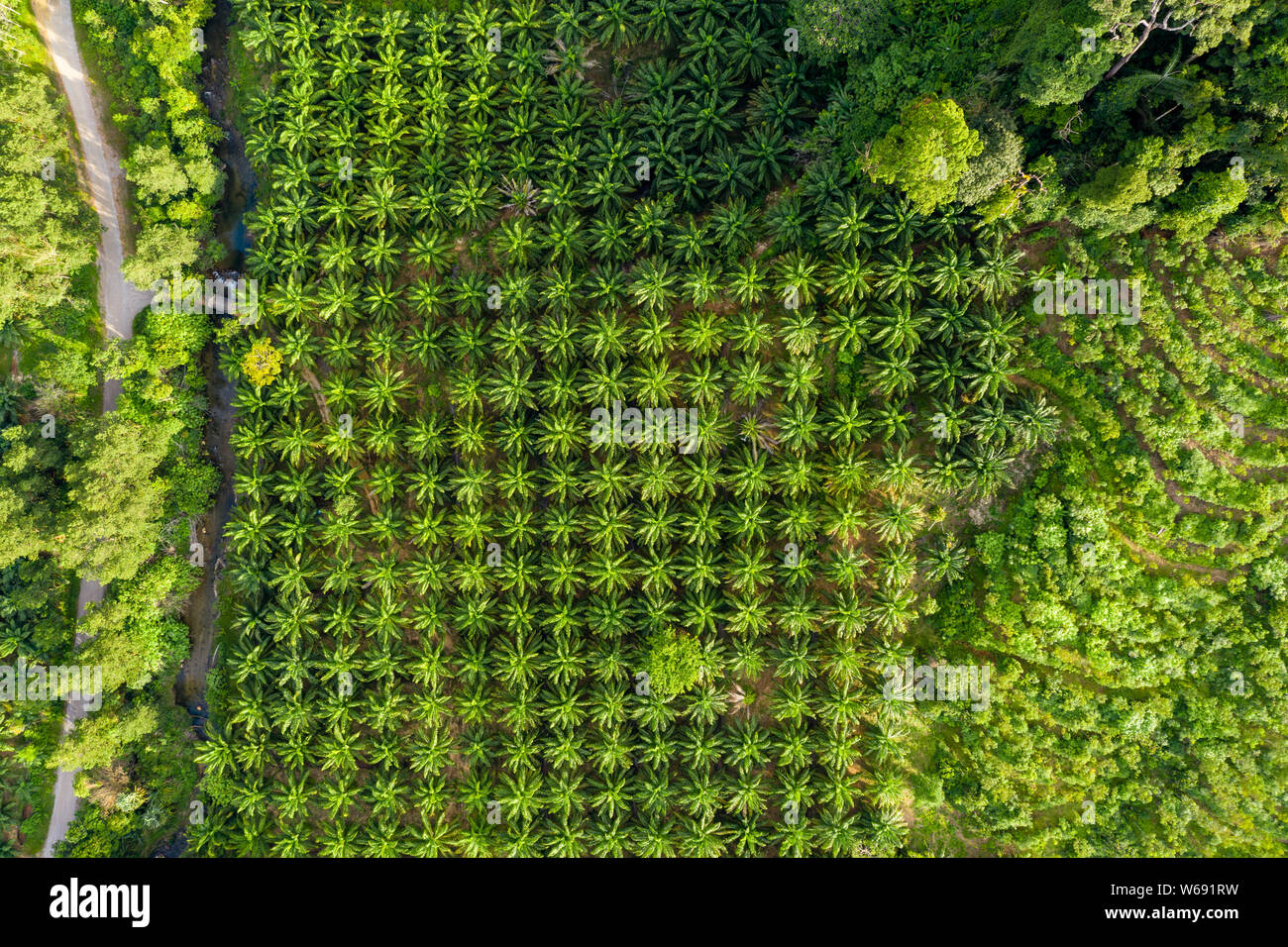 Top down aerial view of deforestation removing rainforest for palm oil ...