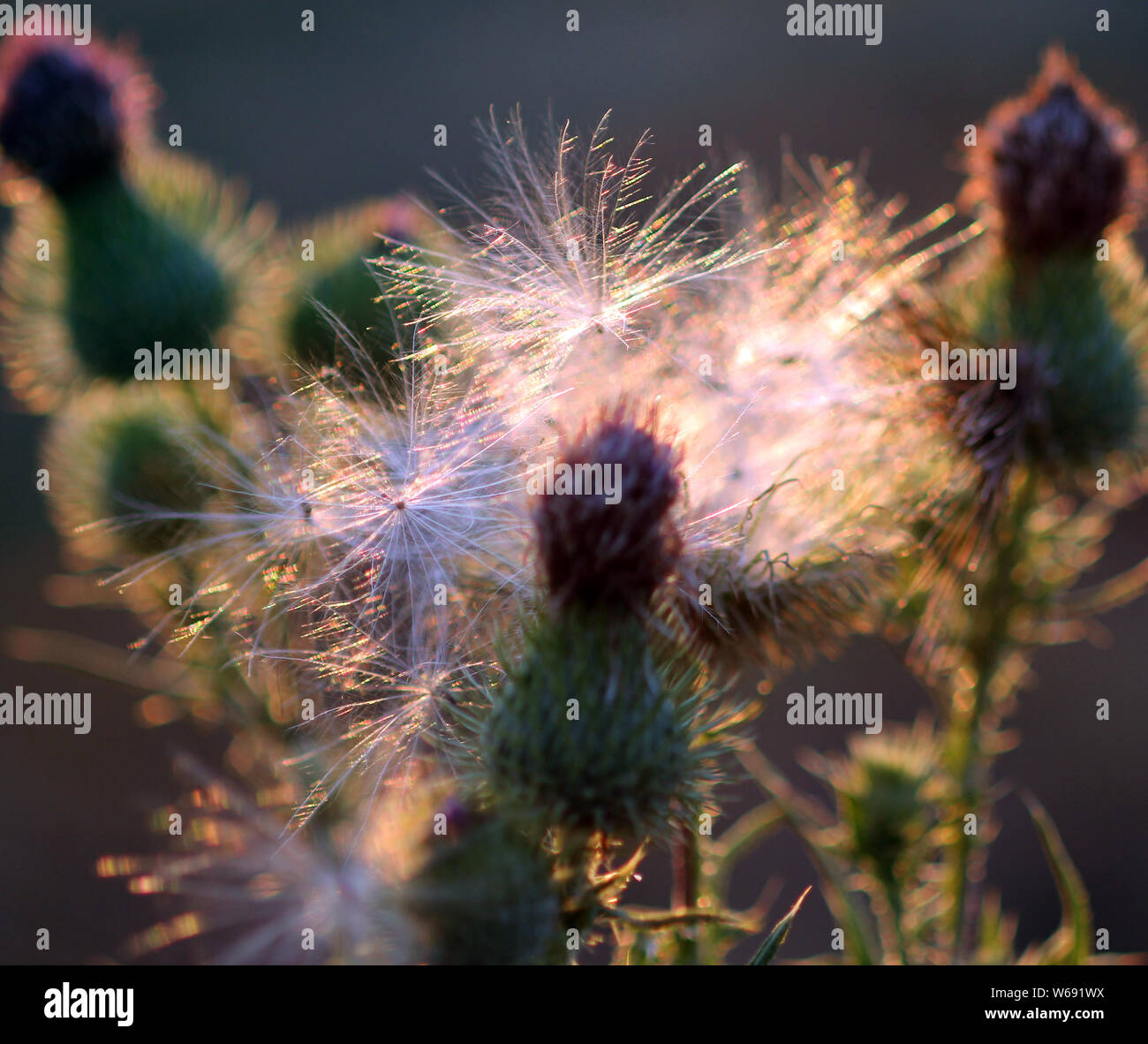 Fluff thistle hi-res stock photography and images - Alamy