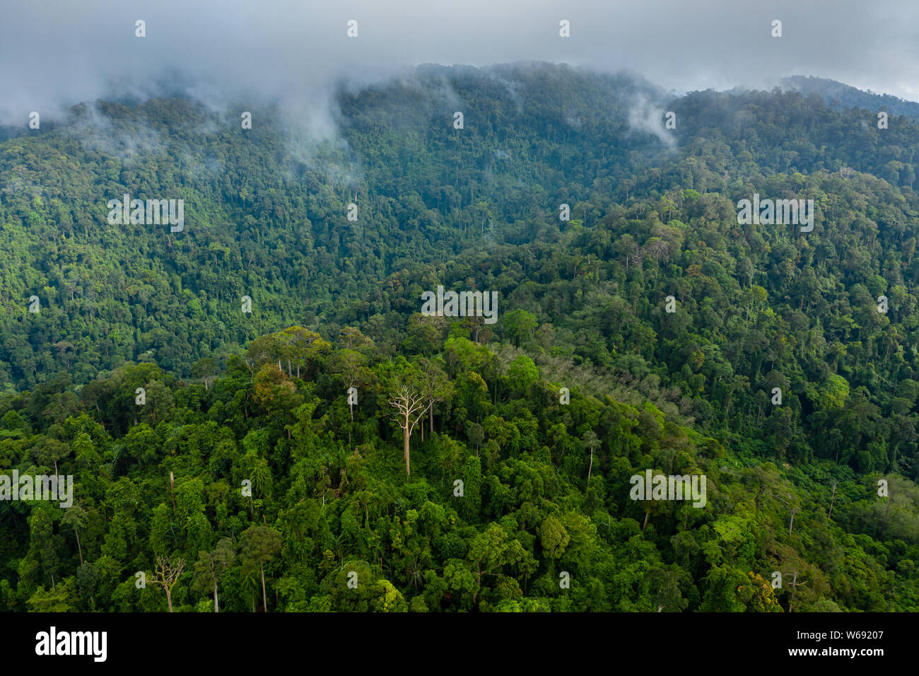 Aerial view of cloud hanging over dense, mountainous tropical jungle ...