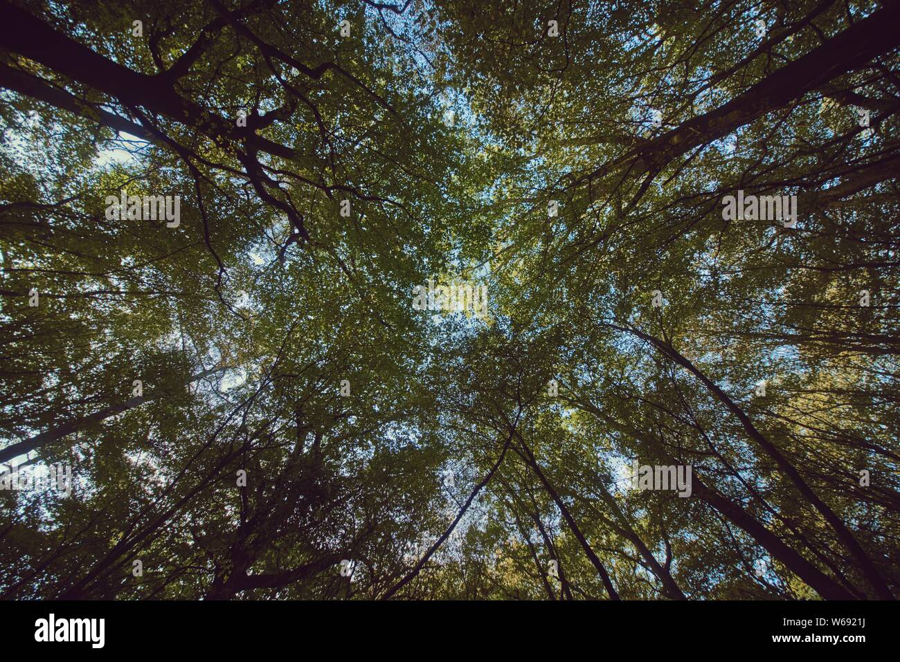Upshot tree hi-res stock photography and images - Alamy