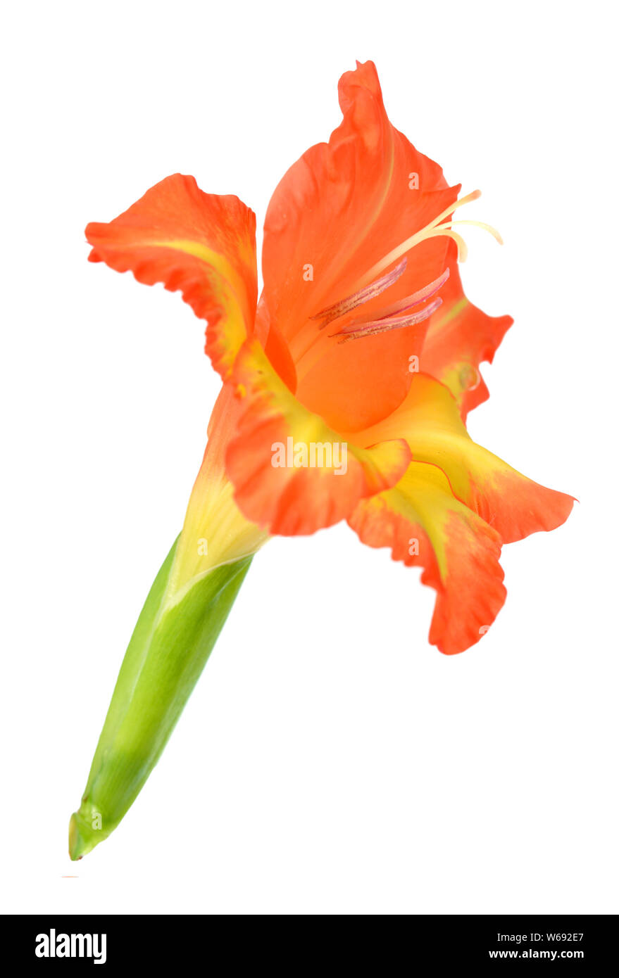 a branch of orange gladiolus isolated on white background Stock Photo ...
