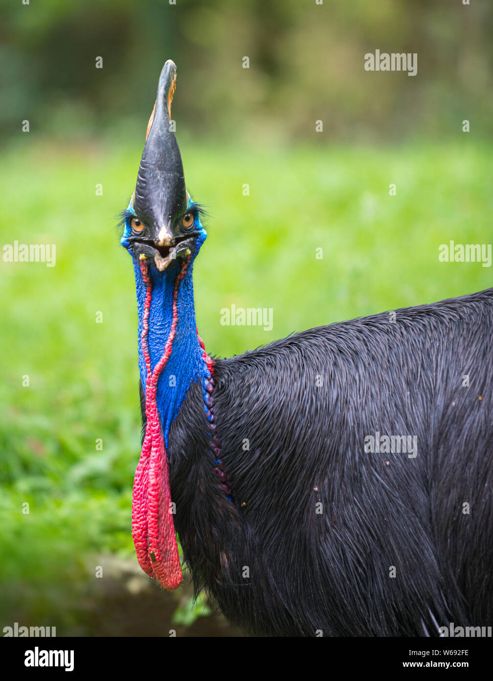 Southern Cassowary, Casuarius casuarius double-wattled cassowary Bird Close-up Stock Photo - Alamy