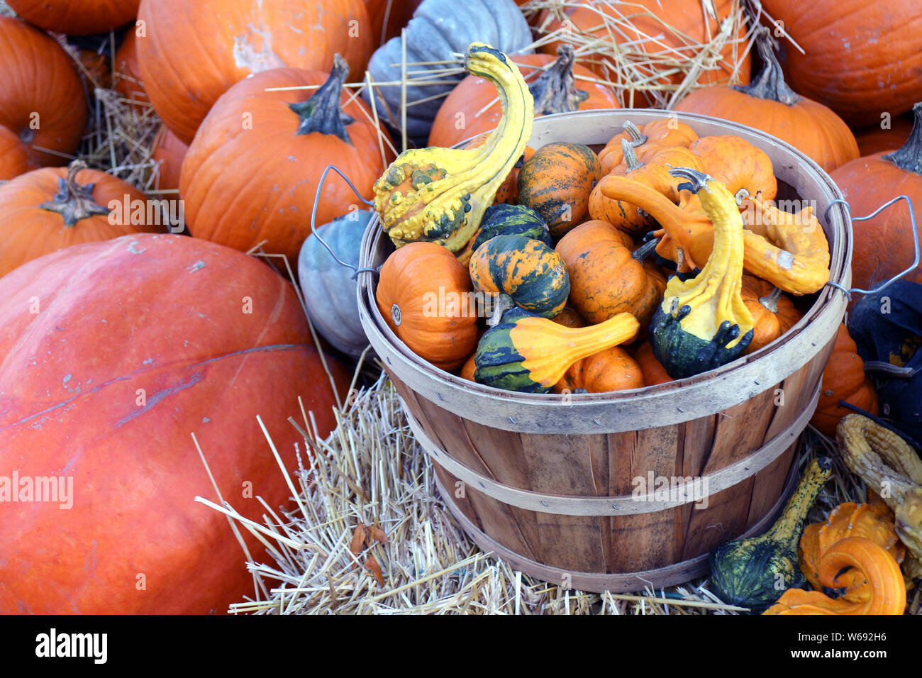 bumpy gourds in bucket show the market place Stock Photo - Alamy