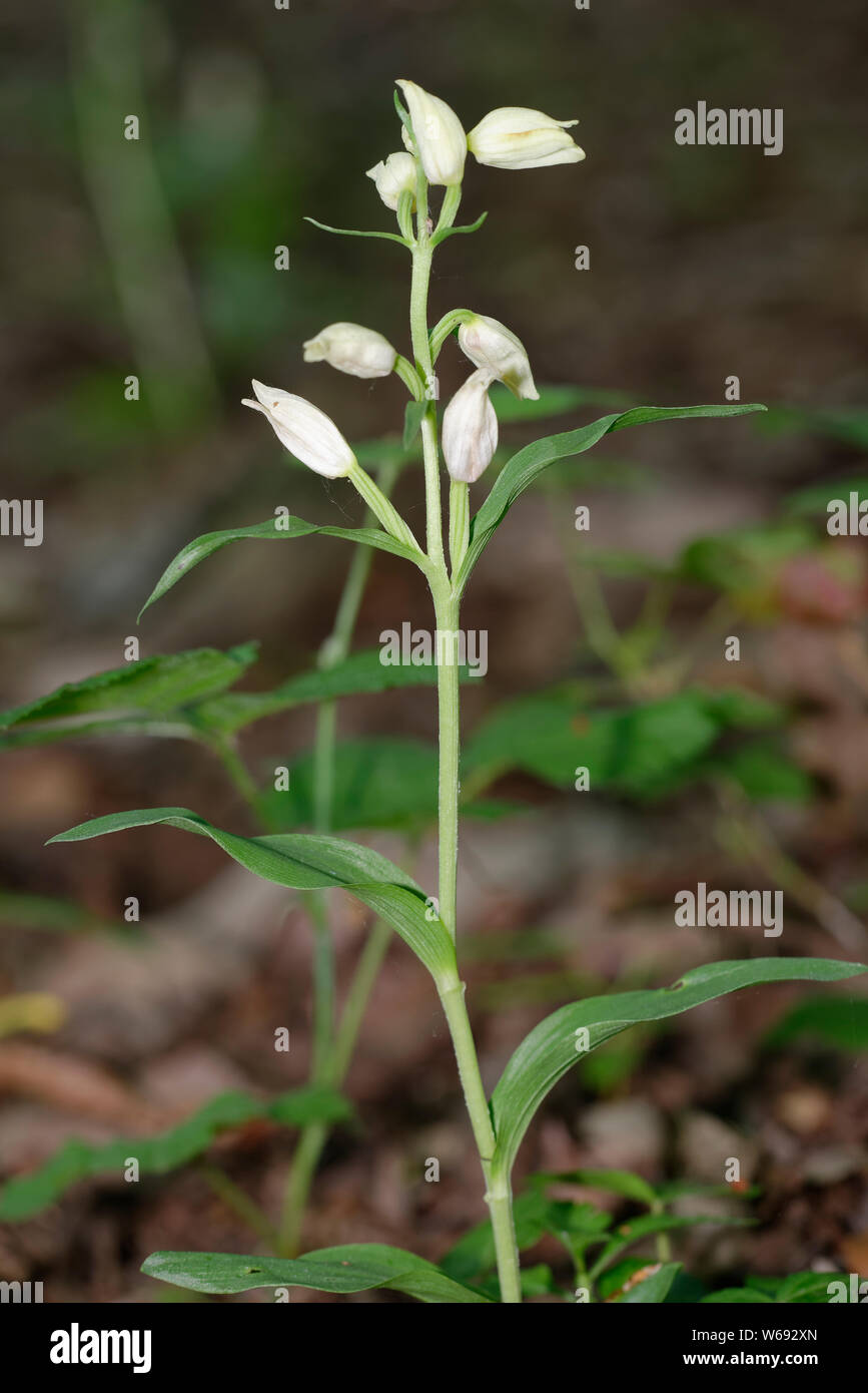 White Helleborine - Cephalanthera damasonium A Woodland Orchid Stock ...