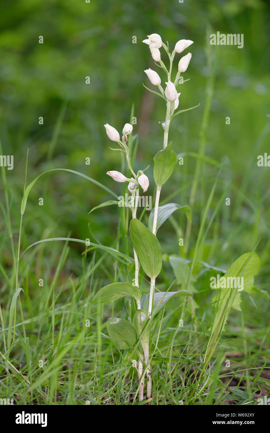 White Helleborine - Cephalanthera damasonium White Woodland Orchids ...