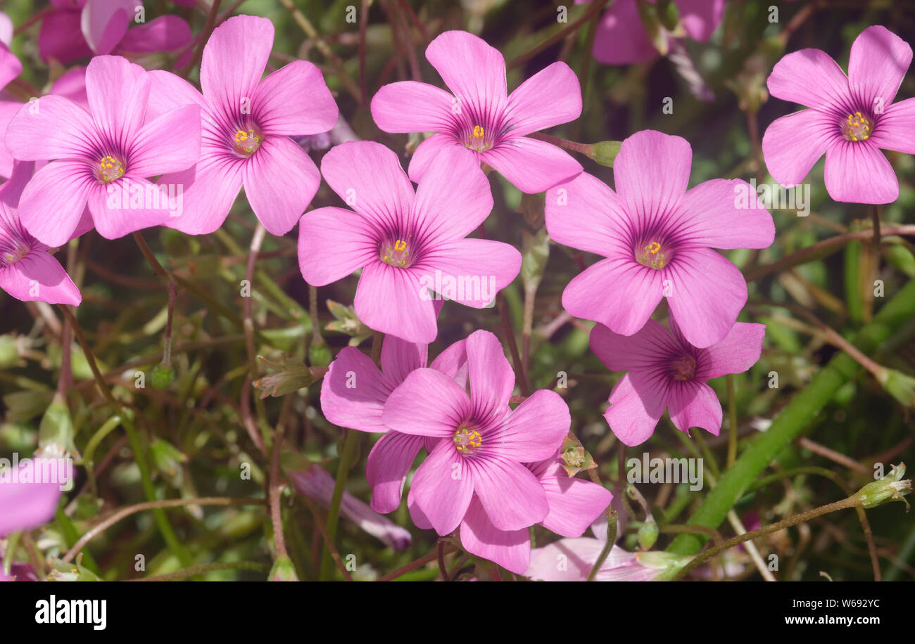 Pink Sorrel - Oxalis articulata Garden plant from South America Stock ...