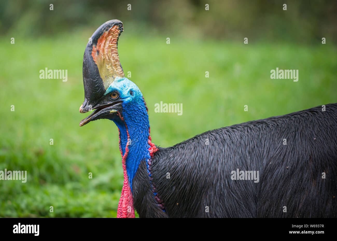 Southern Cassowary, Casuarius casuarius double-wattled cassowary Bird ...