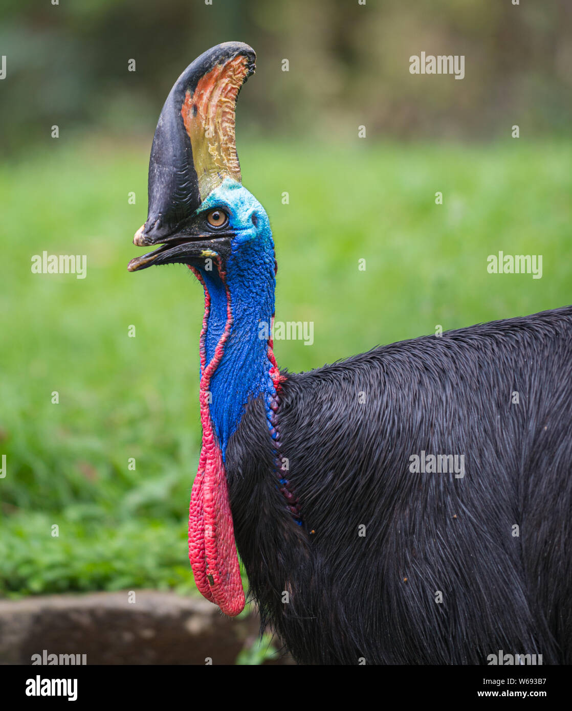 Southern Cassowary, Casuarius casuarius double-wattled cassowary Bird ...
