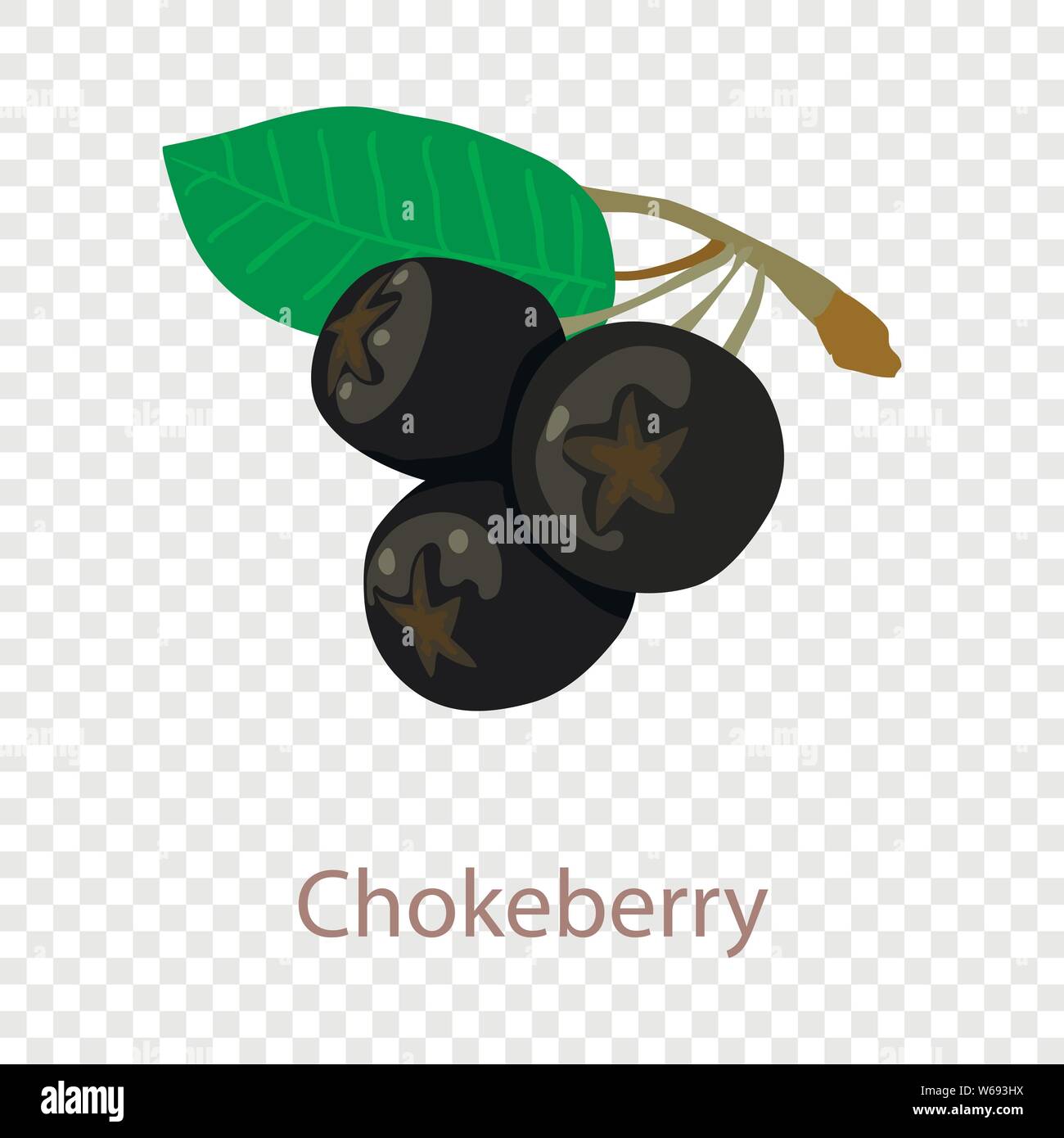 Chokeberry icon, isometric 3d style Stock Vector Image & Art - Alamy