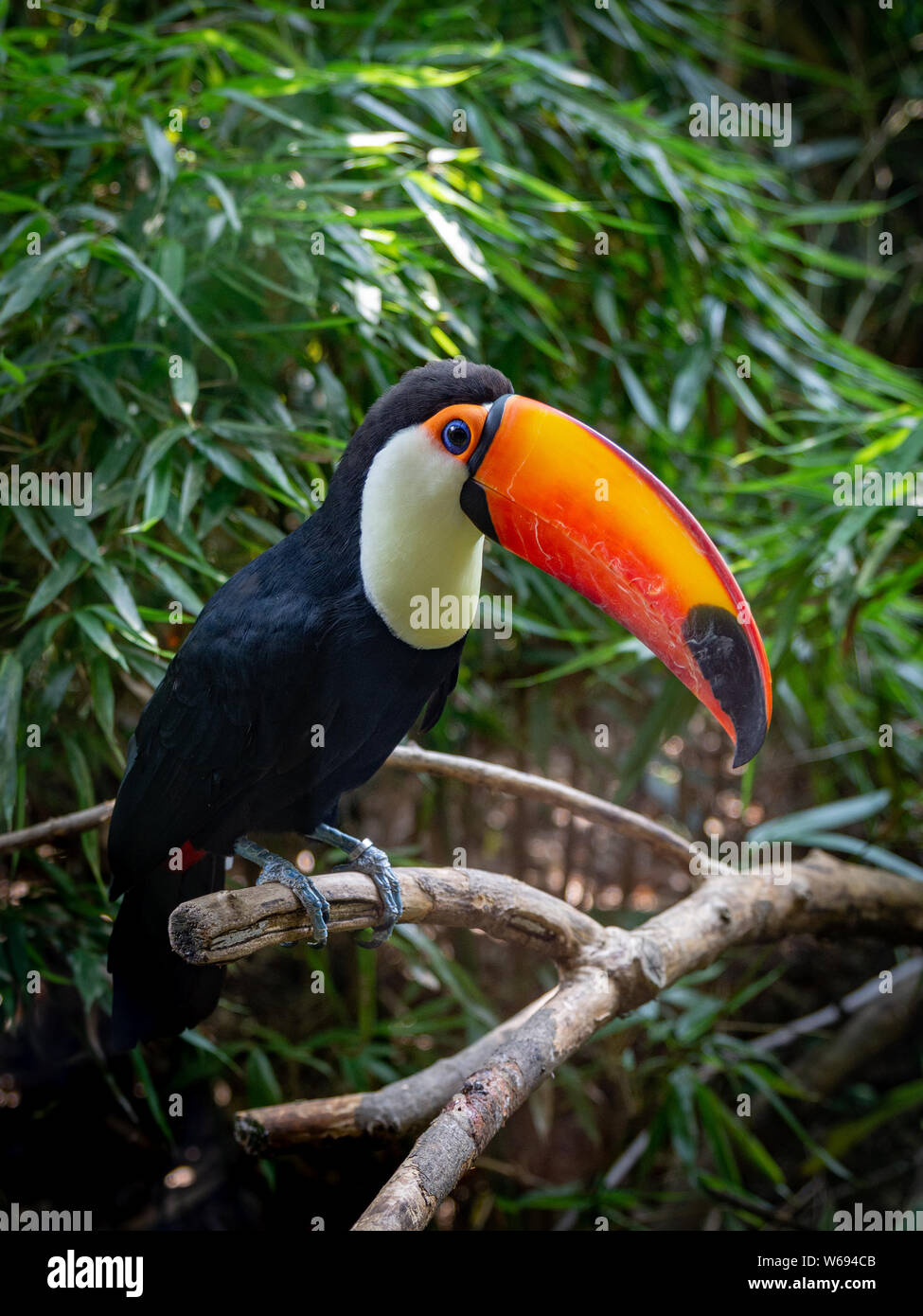 A toucan laid on a tree branch in the forest. The toco toucan ...