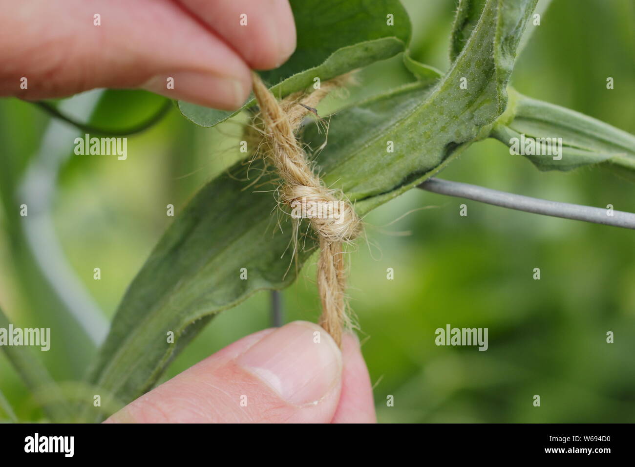 Tying sweetpeas garden hi-res stock photography and images - Alamy