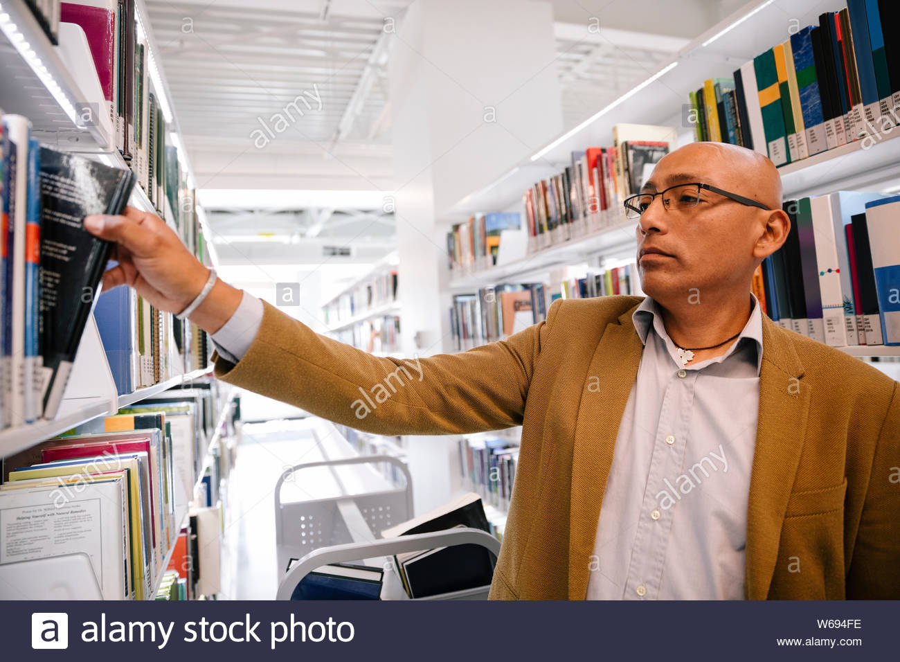 Librarian placing book on shelf in univerity library Stock Photo - Alamy