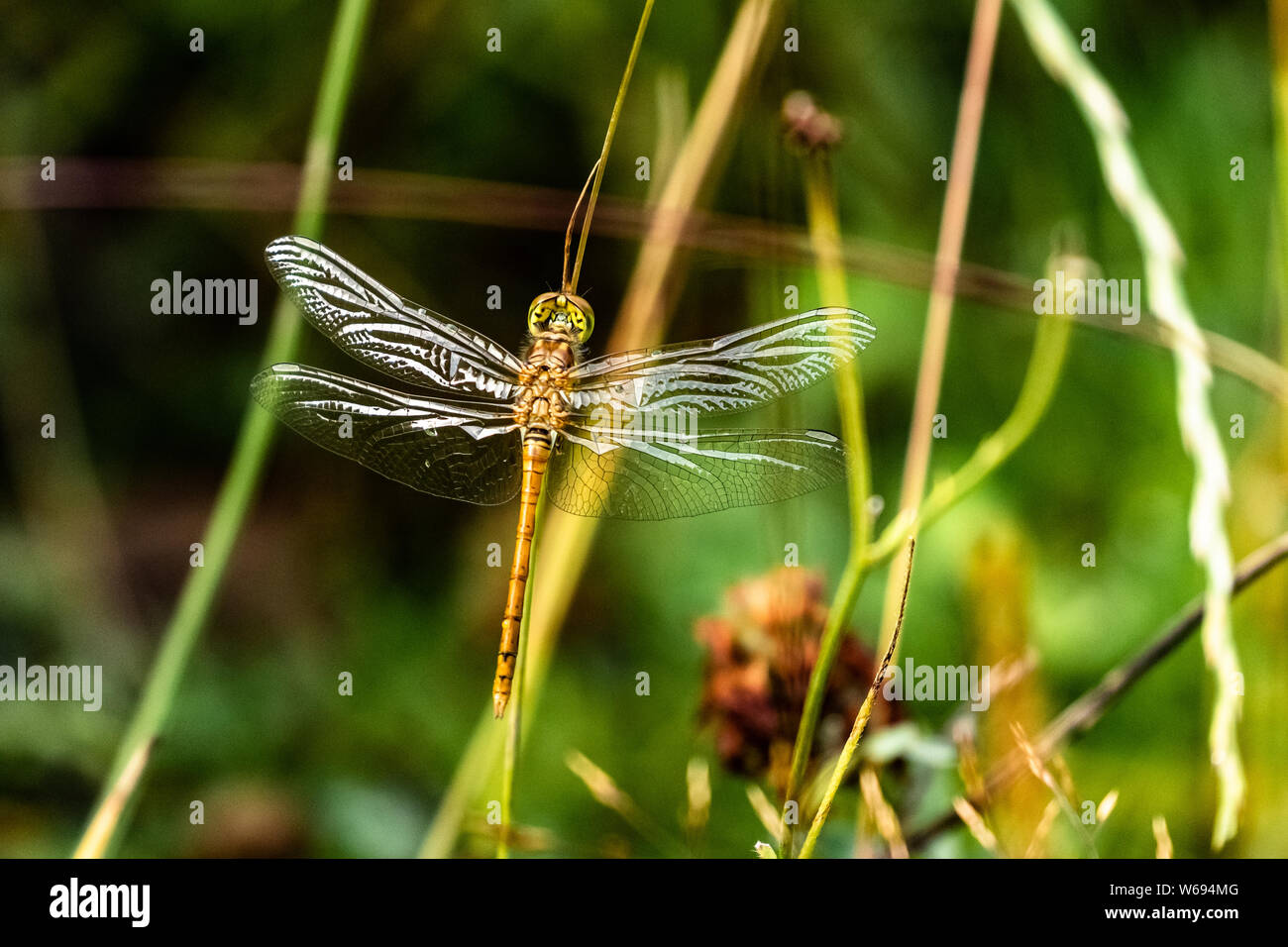 A young darter dragonfly UK Stock Photo - Alamy